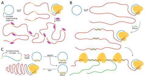 The Discovery Of Rolling Circle Amplification And Rolling Circle