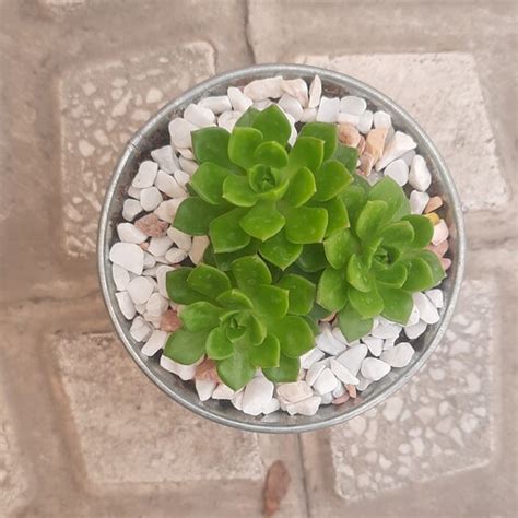 خرید و قیمت گیفت یا هدیه گل طبیعی مناسب برای عروسی و تولد و مراسم