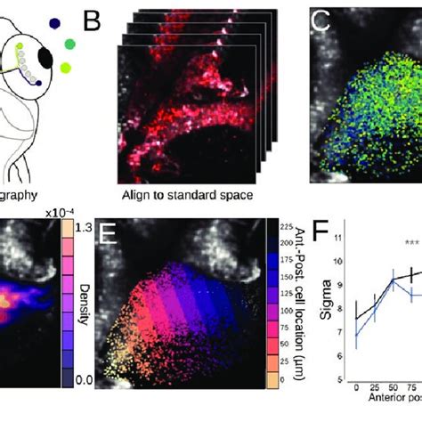 contextual modulation takes place in a spatially restricted region of