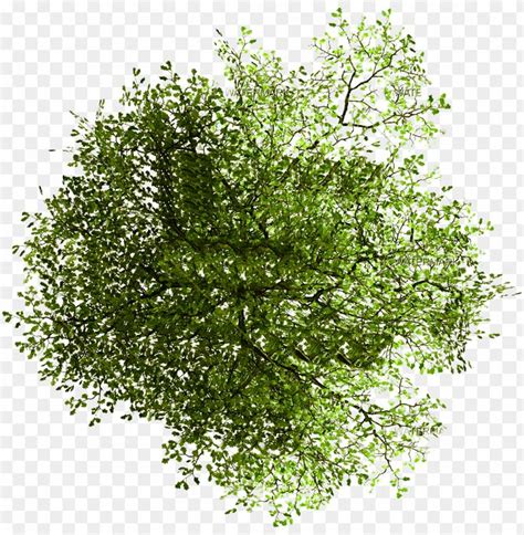 Site Architecture Transprent Free Tree Plan Png Photosho PNG