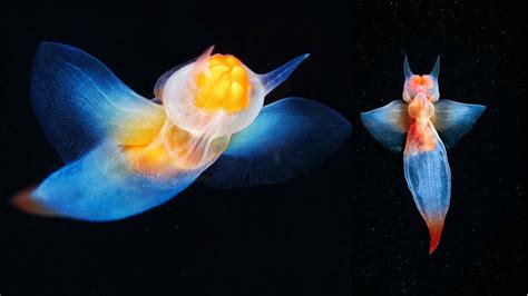 ზღვის ანგელოზი რომელიც მსხვერპლს სასტიკი მეთოდით კლავს უიშვიათესი წყალქვეშა არსებები Youtube