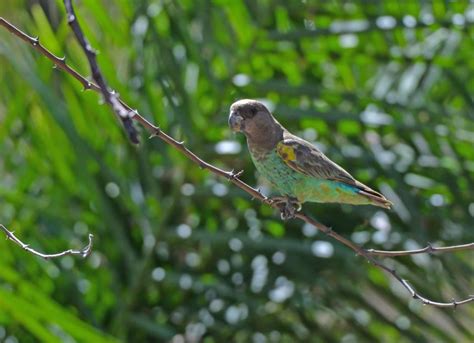 Small Hookbill Care Sheet Petmd