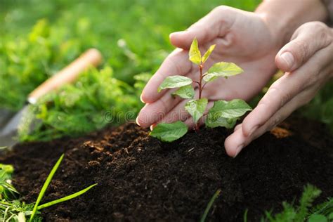 Woman Protecting Seedling In Garden Closeup Planting Tree Stock Image