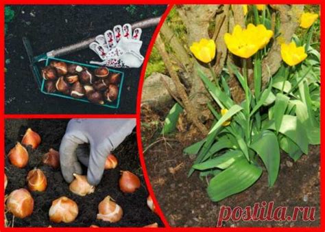 Я сажаю тюльпаны осенью по этим правилам и весной получаю шикарное яр Полезное Постила