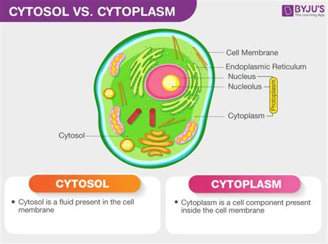 Difference Between Cytoplasm And Nucleoplasm Definition