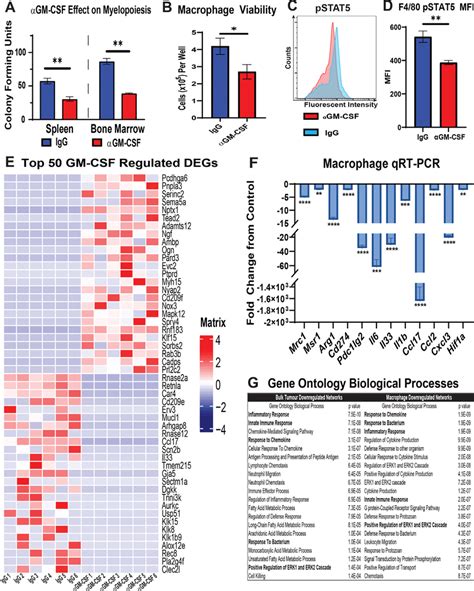 Gm Csf Signalling Blockade Reduces Monopoiesis Viability And Download Scientific Diagram