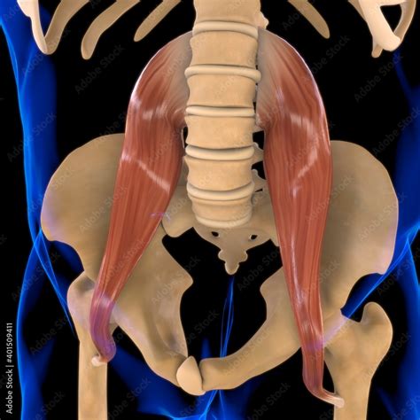 Psoas Major Muscle Anatomy For Medical Concept 3d Illustration Stock