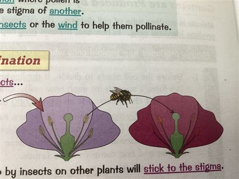 Reproduction And Inheritance Flashcards Quizlet