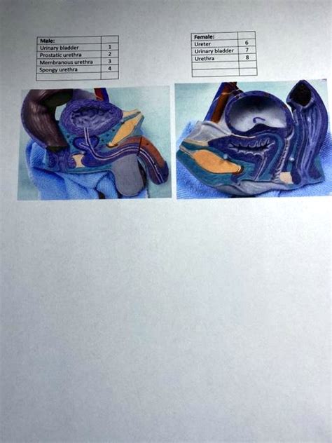 Solved Male Urinary Bladder Prostatic Urethra Membranous Urethra Spongy Urethra Female Ureter