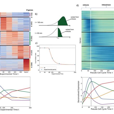 Deconvolution Of Gene Expression Data Of Synchronized Cell Population Download Scientific