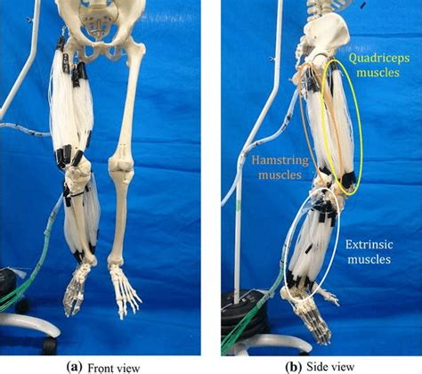 1a Front And B Side View Of Redundant Musculoskeletal Robot With Thin Download Scientific