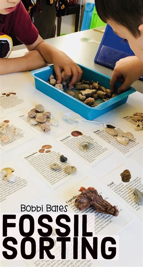 Fossil Sorting Activity Kit Elementary Special Education Activities Sorting Activities