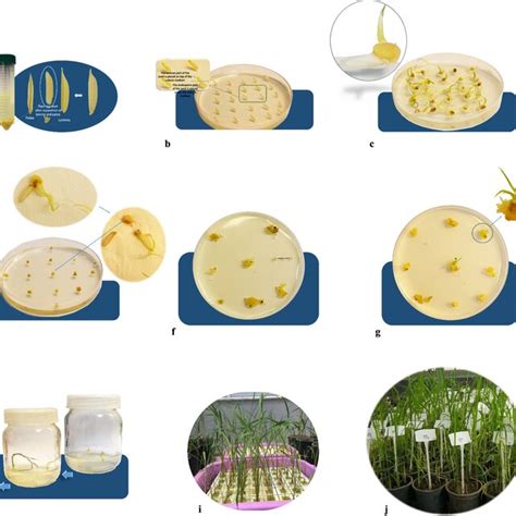 Agrobacterium Mediated Transformation And Regeneration Steps In The