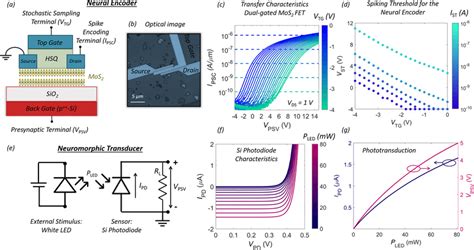biomimetic neural encoder and neuromorphic transducer a schematic and b download scientific