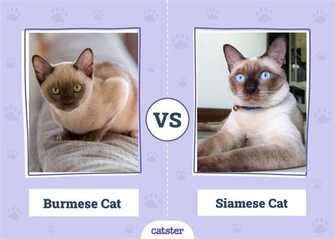 Burmese Vs Siamese Cat Whats The Difference With Pictures Catster