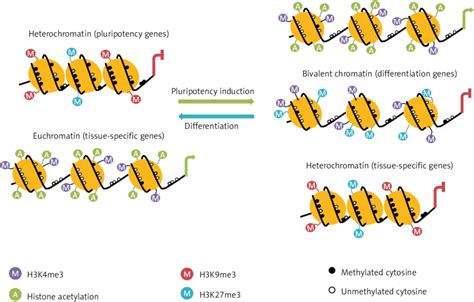 Schematic Representation Of The Chromatin Rearrangements Occurring