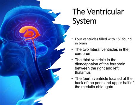Cerebral Cortex And Its Components Ppt