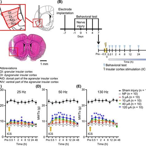 Single Trial Of Insular Cortex Ic Stimulation Ics Increased