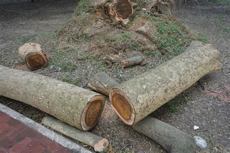 Premium Photo Tree Ring Pattern