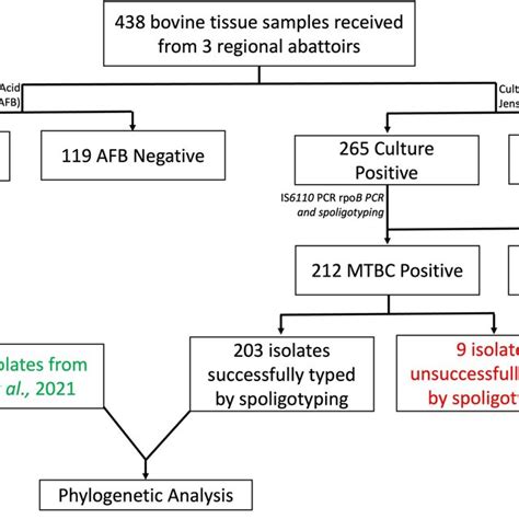 Analysis Workflow Mtbc Mycobacterium Tuberculosis Complex
