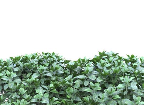 Psd Tree Flowers Images Browse 843 Stock Photos Vectors And Video Adobe Stock