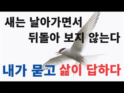 새는 날아가면서 뒤돌아 보지 않는다 내가 묻고 삶이 답하다 YouTube