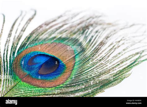 Isolated Fashion Tail Peacock Pattern Feather Backdrop