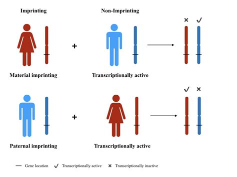 Genomic Imprinting