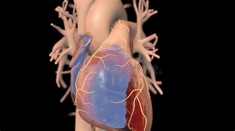 Lung Failure Stock Illustrations 374 Lung Failure Stock Illustrations