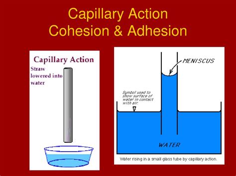 Ppt Molecules Of Life Powerpoint Presentation Free Download Id1321531