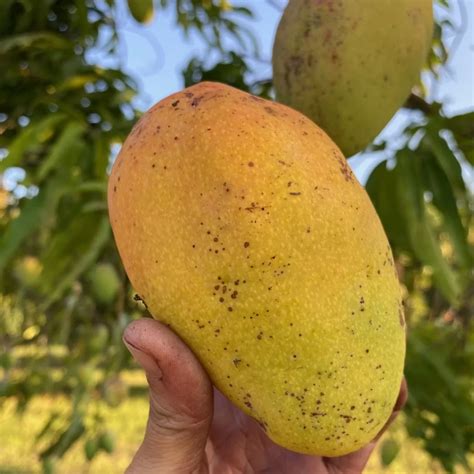 Rosigold Mango Grow Guide Tropical Tree Guide