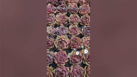 시흥무지개다육파이어렌시아5천울트라바이올렛4천 Youtube