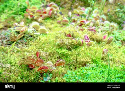 Venus Flycatcher Is A Carnivorous Plant Terrarium With Green Plants