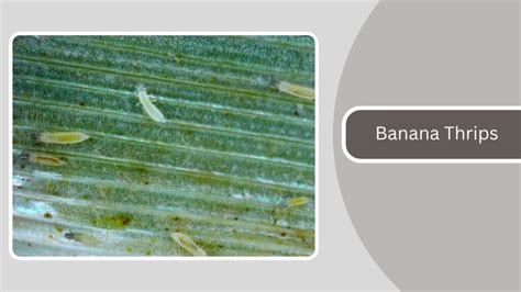 25 Types Of Thrip Identification With Pictures