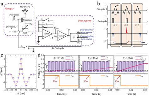 Stdp Implementation In 1t1e Synaptic Unit A Circuit Diagram For In Download Scientific