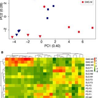Cluster Analysis Of Sexenriched Vs TF Genes In The Murine Major Download Scientific Diagram