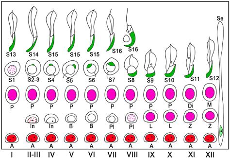 Schematic Of Acrosomal Staining Patterns With Pna Lectin Histochemistry Download Scientific