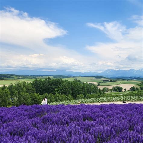 삿포로 후라노 And 비에이 일일 버스 투어 마이재팬홋카이도