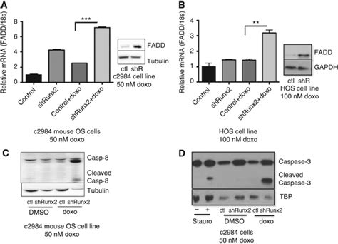 Activation Of The Extrinsic Apoptotic Pathways And Cleavage Of Download Scientific Diagram