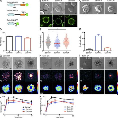 Bcr Signaling Induces A Transient Increase In Bcr Diffusion Followed By
