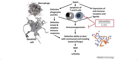 The Inflammatory Response In Sepsis Trends In Immunology