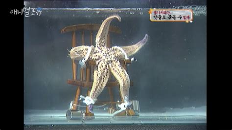 불가사리는 【 】 없다 [애니멀 스펀지] 040529 방송 Youtube