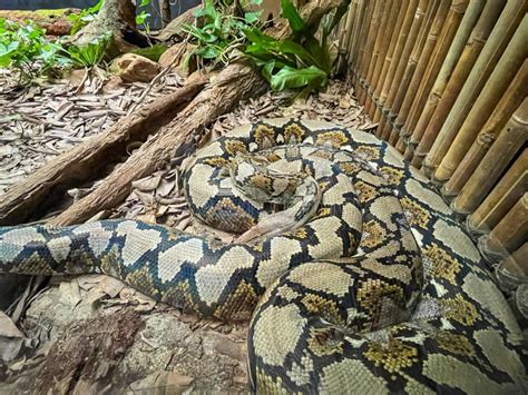 Reticulated Python In Captivity In Cairns Australia Stock Image