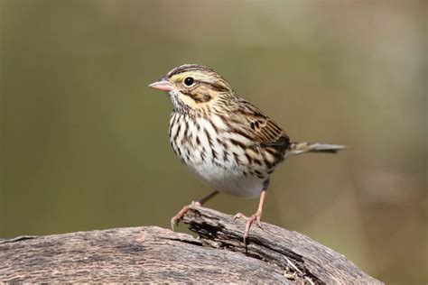 Savannah Sparrow