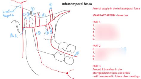 Diagram Of Arteries Of The Infratemporal Fossa Quizlet