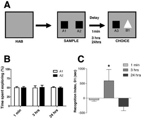 Performance At Spontaneous Object Recognition Task A Schematic