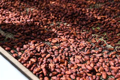 Latar Belakang Biji Kakao Kering Dan Kering Matahari Biji Kakao Mentah