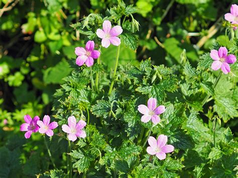Six On Saturday Geranium Time Cornwall In Colours