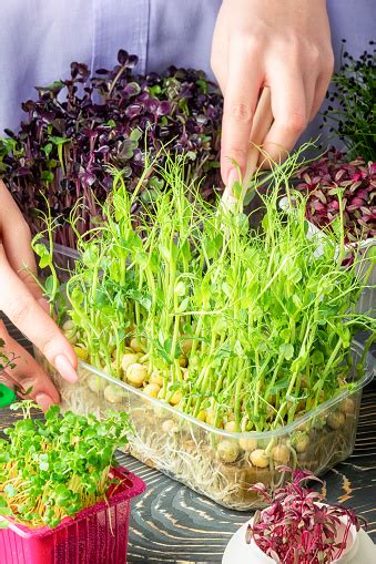 어린 완두콩 새싹을 돌보는 소녀 집에서 마이크로 그린성장 자른 사진 Diy에 대한 스톡 사진 및 기타 이미지 Diy 가정 주방 가정의 방 Istock