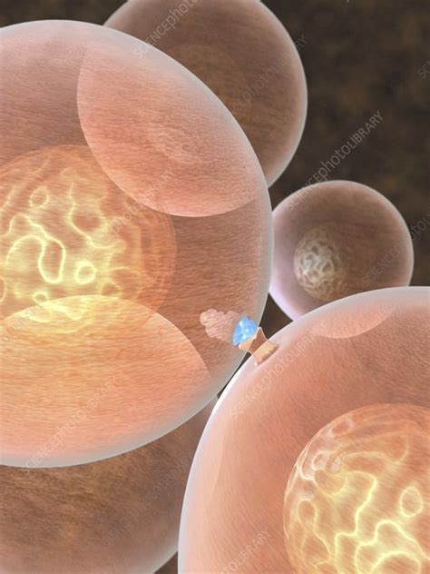 Cell Signalling Artwork Stock Image C Science Photo Library